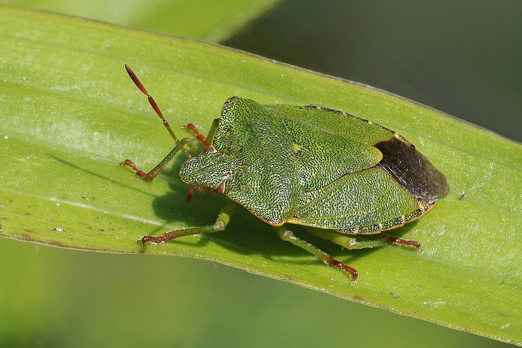 Meet The Species: Green Shield Bugs