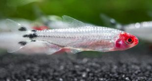Discover the 3 best shoaling fish for your Aquarium! – Wildlife One