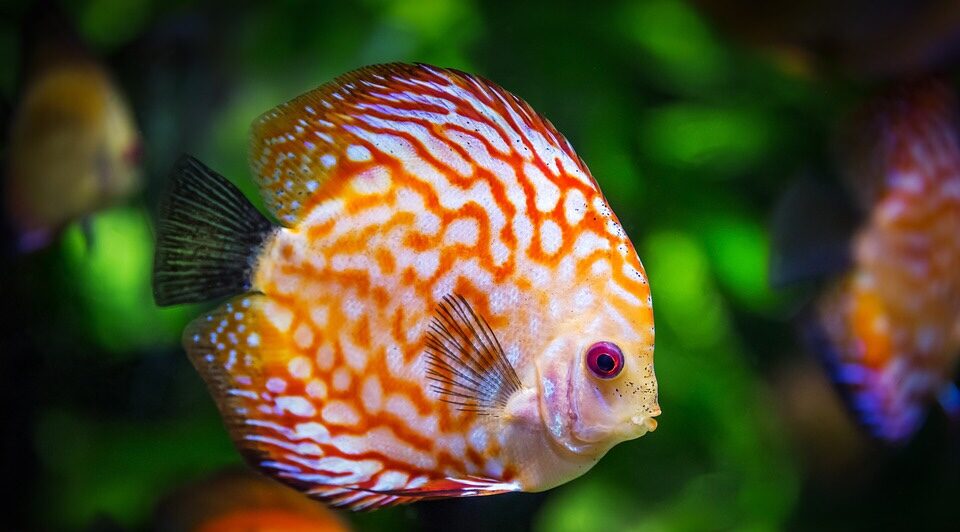 Discus Breeding 101 : Wildlife One Society